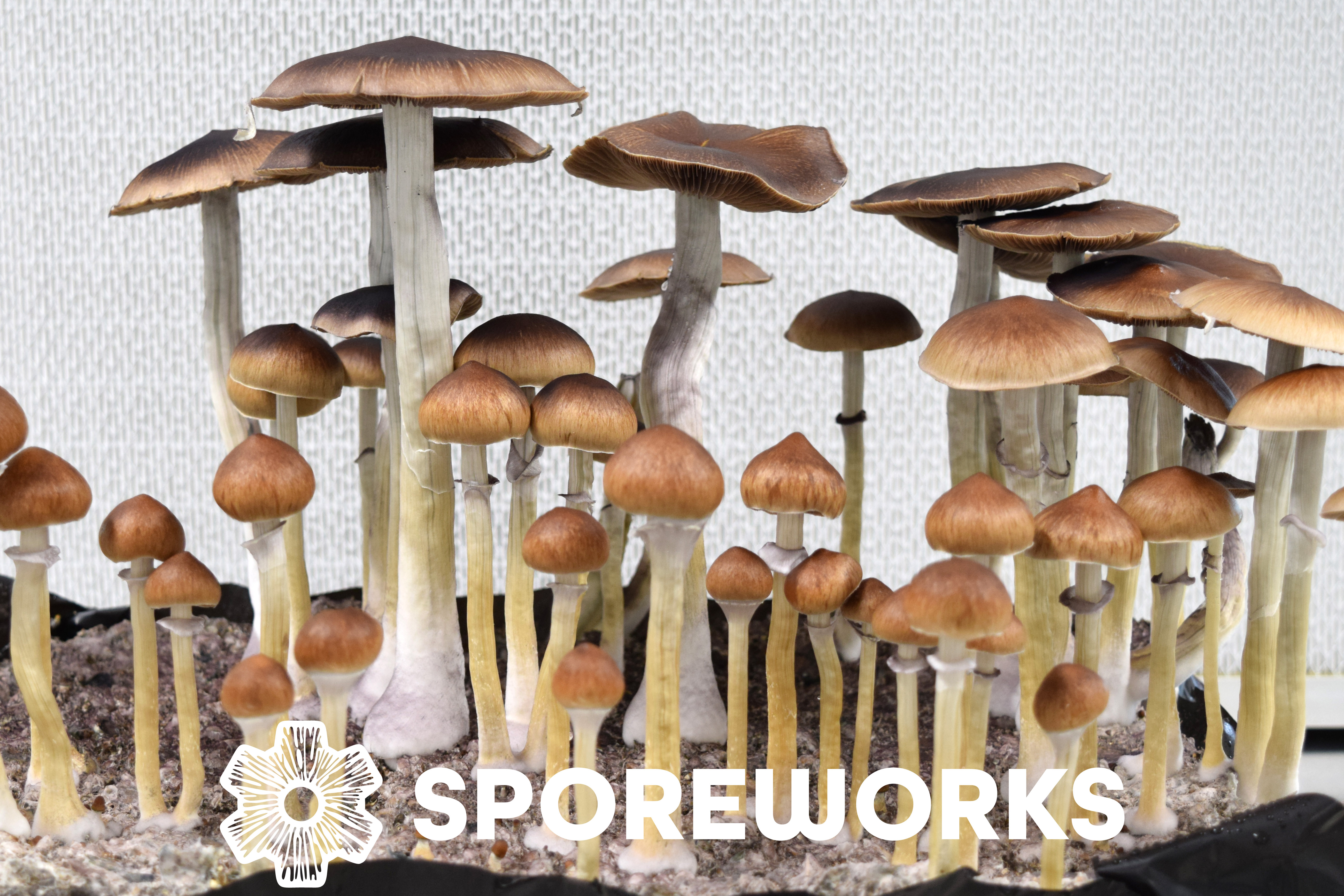 Sporeworks.com